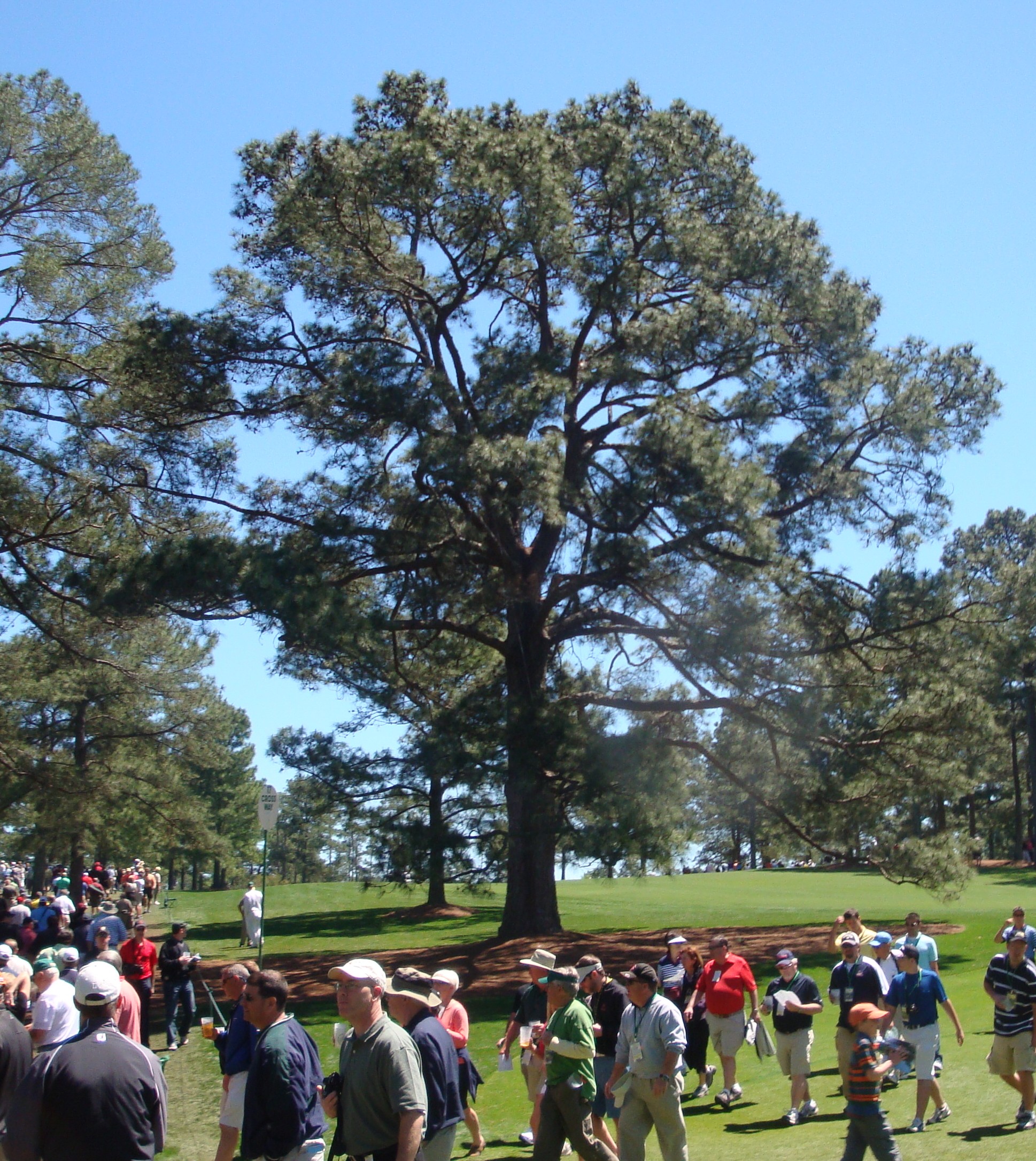 “Eisenhower Tree” Donated To Abilene