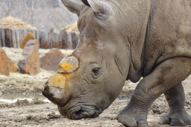 Zoo Bids Fond Farewell to Milton