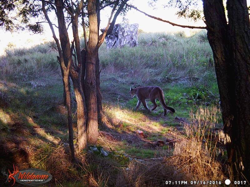Mountain Lion Spotted in NW Kansas