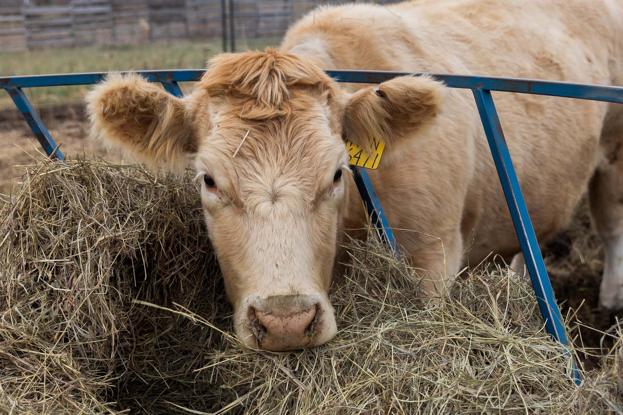 Cattle Chat Stretching Feed Resources Cattle Chat Stretching Feed Resources